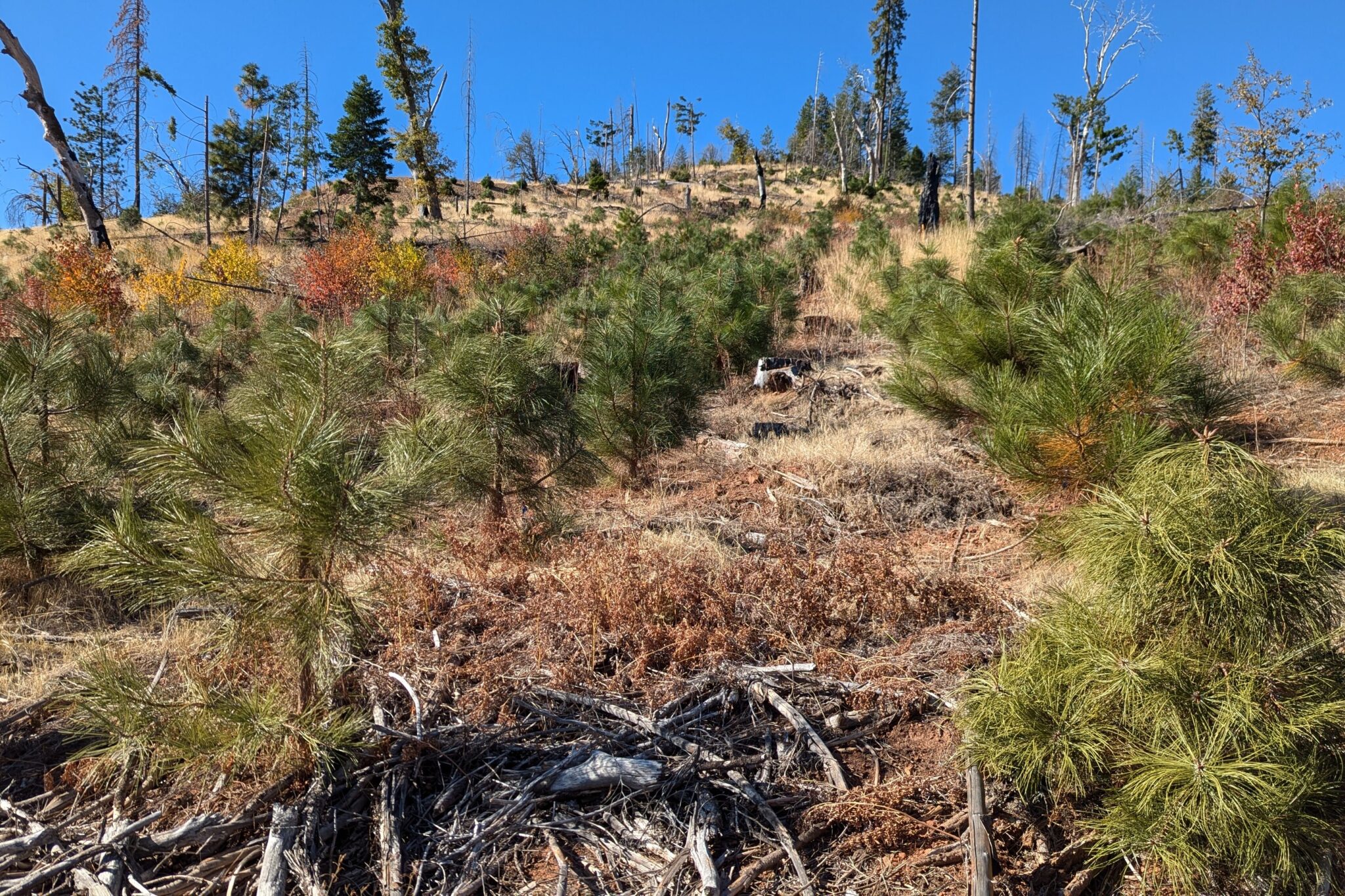 2025 Symposium | California SAF